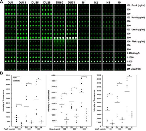 Development Of A Du Related Protein Array For Diagnosis A All Download Scientific Diagram