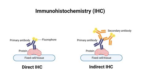 Direct Vs Indirect Immunohistochemistry👇 Immunohistochemistry Ihc Is