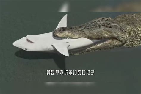 男子给鳄鱼投食，鲨鱼突然凑上来抢食，谁知被鳄鱼一口咬住！鳄鱼鲨鱼男子