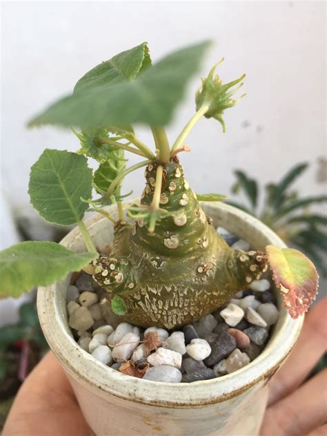 Cây Xương Rồng Quả Sung Cây Trong Nhà Mặt Trời