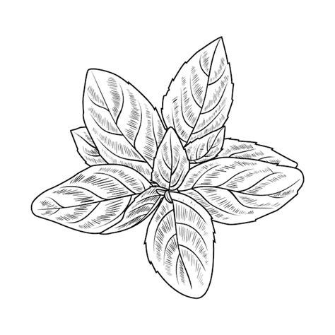 손으로 그린 바질 윤 일러스트레이션 무료 벡터