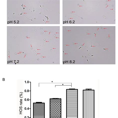 Pdf The Semen Ph Affects Sperm Motility And Capacitation