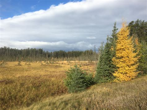 Treed Bog Hiawatha Natural Landmarks Nature Landmarks