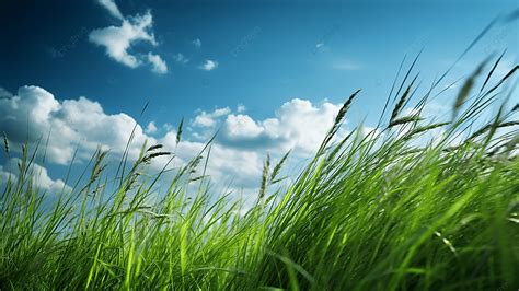 녹색 잔디 봄 배경 풀밭 잔디밭 자연 배경 일러스트 및 사진 무료 다운로드 Pngtree