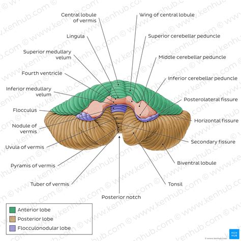 Anatomy Of Cerebellum Cerebellum Anatomy Structure Function