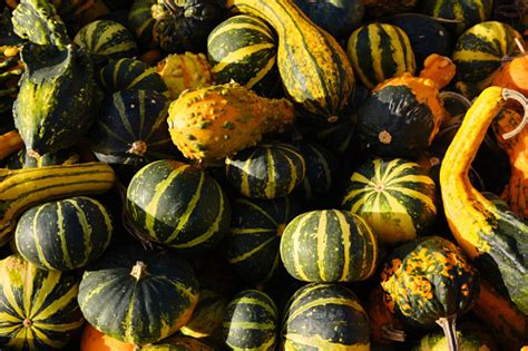 호박 배경입니다 호박 클로즈업 천연 신선한 유기농 야채 건강한 식습관 생식 식단 가을 색 가을 시즌 농업 맨 위 보기 호박의 날 추수 감사절과 할로윈 포스터 0명에 대한