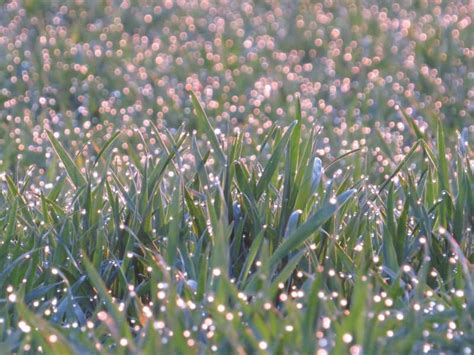 How To Make St Augustine Grass Thicker