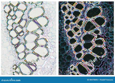 Fern Stem Section Stock Image Image Of Design Closeup 48470845