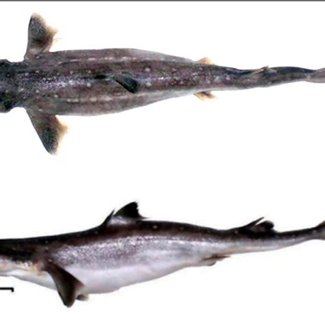 Pdf First Record Of The Dogfish Shark Squalus Acanthias Linnaeus