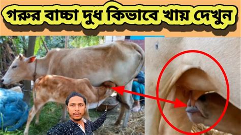 গরুর বাচ্চা দুধ কিভাবে খায় দেখুন আনন্দ টিভি 90 Youtube