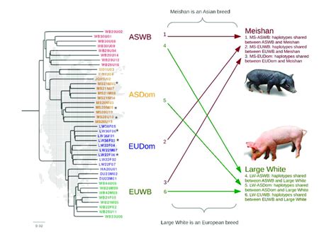 1 Experimental Setup For The Ibd Detection Arrows Indicate All The