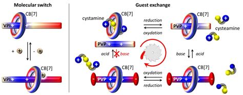 Cucurbiturils Supramolecular Chemistry