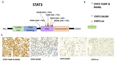 Genetic Lesions In Myc And Stat3 Drive Oncogenic Transcription Factor