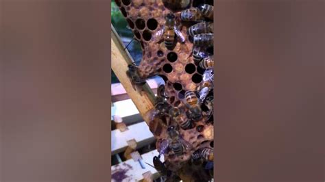 Queen Honey Bee Piping Tooting Youtube