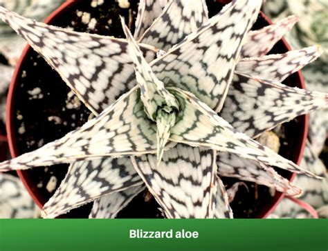 21 Aloe Types For Growing Indoors