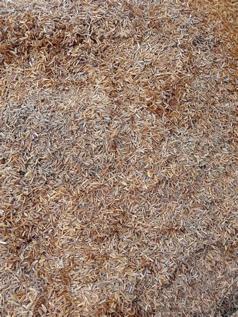 Dry Rice Husks To Become Plant Compost Stock Image Image Of Ground