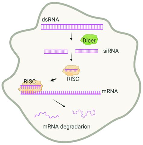 Short Scheme Of RNAi In Cells Download Scientific Diagram