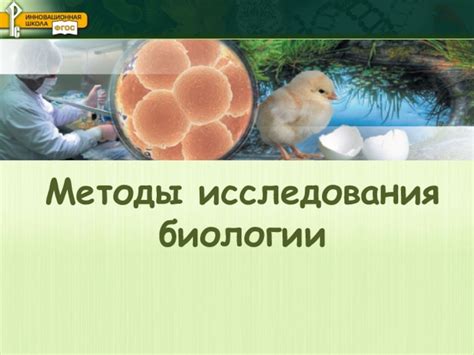 Презентация по биологии 5 класс На тему Методы исследования в биологии доклад проект