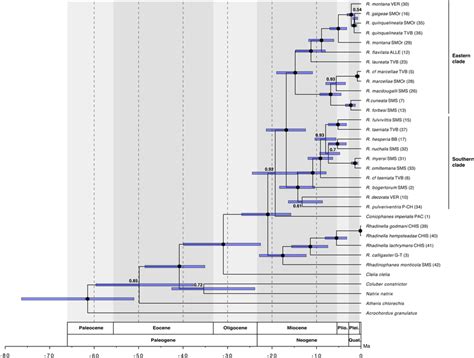 Divergence Time Estimates For Rhadinaea From The Multilocus Dataset In Download Scientific