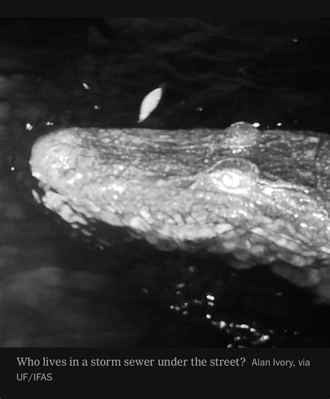 Sewer Friends Album On Imgur