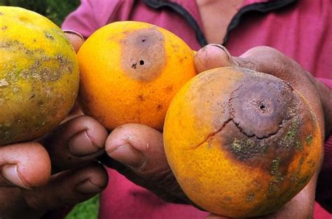 Jeruk Object Detection Dataset By Emote