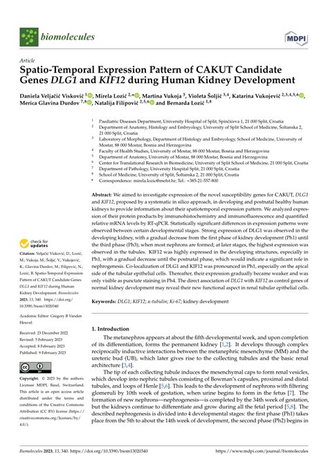 Pdf Spatio Temporal Expression Pattern Of Cakut Candidate Genes Dlg1