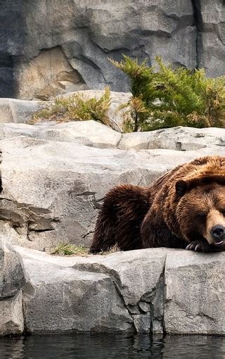可爱笨笨的熊图片壁纸图片 高清背景图 ZOL手机壁纸