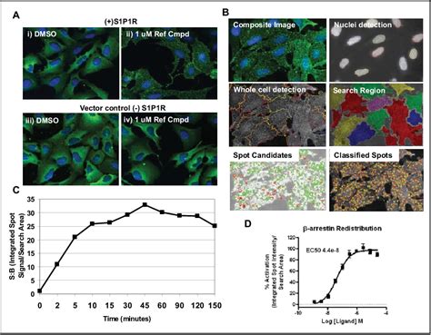 Figure 1 From Integrating High Content Analysis Into A Multiplexed Screening Approach To