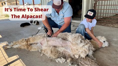 How To Shear An Alpaca Youtube