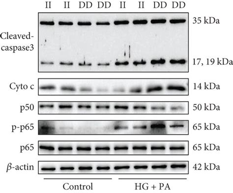 Huvecs With The Nfkb1 Gene Dd Mutant Were More Vulnerable To