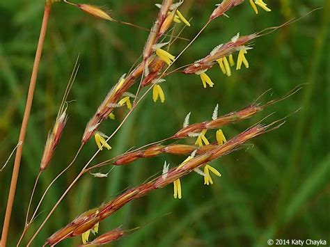 Sorghastrum Nutans Indian Grass Minnesota Wildflowers