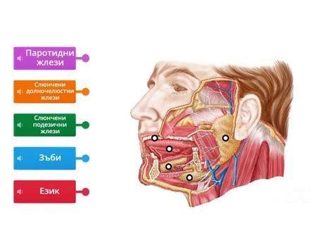 Устна кухина Labelled Diagram