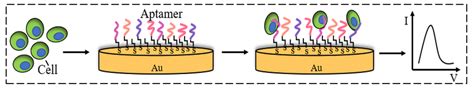 Schematic Diagram Of The Reaction Process Of An Electrochemical Aptamer Download Scientific