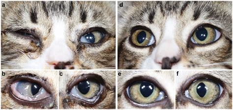 Doxycycline With Or Without Famciclovir For Infectious Ophthalmic And Respiratory Disease A