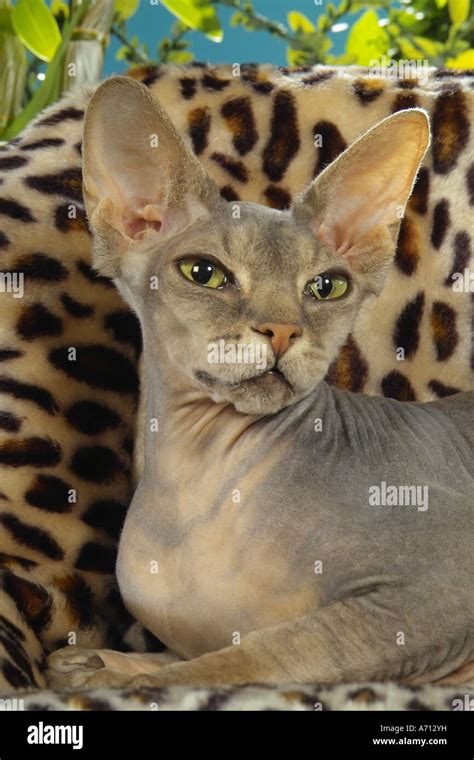 Sphynx Cat Lying Stock Photo Alamy