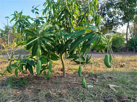 ตามมาด้วยมะม่วงพันธุ์ลิ้นงูเห่าที่หารับประทานได้ยาก รสชาติหวานหอมติดใจ สวนราชพฤกษ์