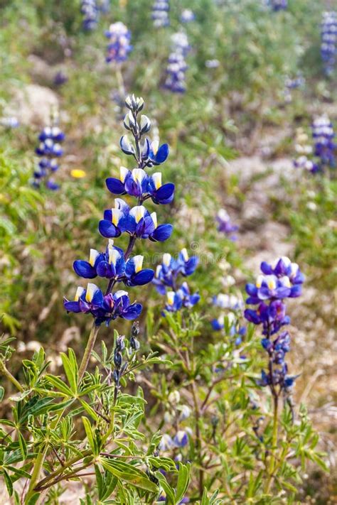 Field Of Lupinus Mutabilis Species Of Lupin Grown In The Andes Mainly