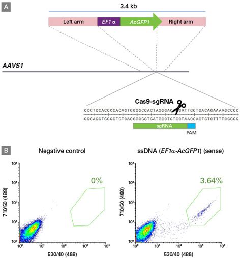 Efficient Production And Application Of SsDNA For CRISPR Cas Knockins