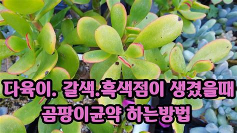 다육이 흑색점갈색점 곰팡이균살균살충제 해주는 방법 多肉植物succulent Plant다육식물 Youtube