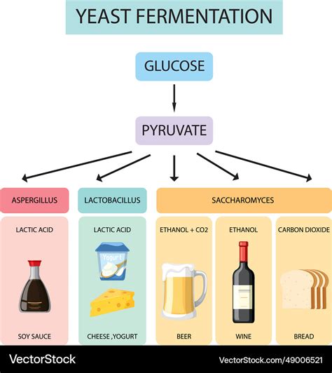 Yeast Fermentation