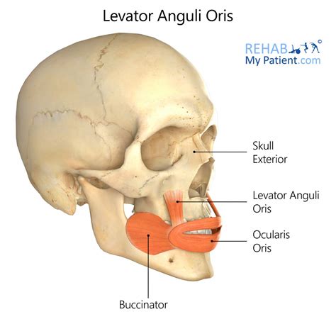 Levator Anguli Oris Rehab My Patient