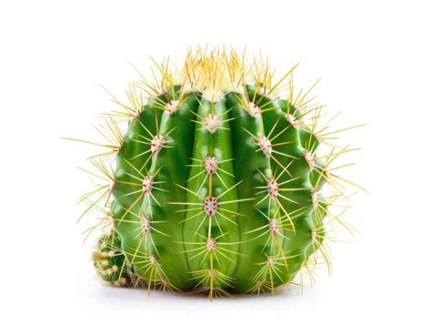 Stunning Succulent A Large Green Cactus Stands Out On A White