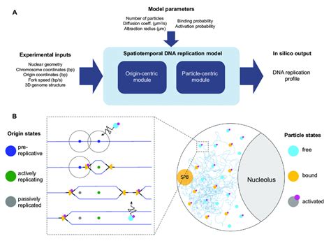A Overview Of The Dna Replication Model Simulations Of The Dna Download Scientific Diagram