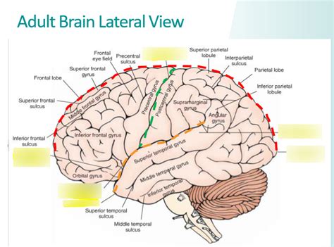 Brain Diagram Lateral View Diagram Quizlet