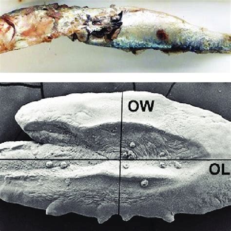 Fish Total Length Relationship With A Otolith Length B Otolith