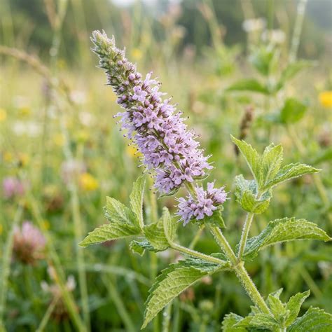 Apple Mint Mentha Villosa Plant Care And How To Grow Water