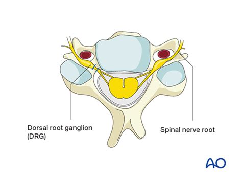 Spinal Nerve Roots