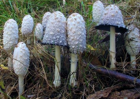 Coprinus Comatus Identifier Les