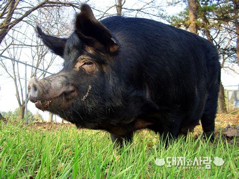 황금돼지의 해 우리 돼지 품종을 소개합니다