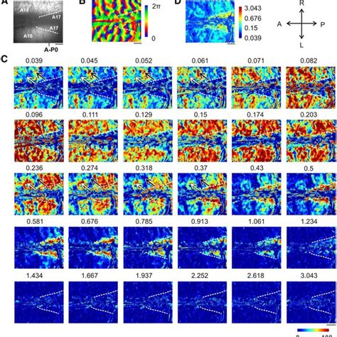 Organization Of The Spatial Frequency Map In A18 Same As In Figure 6